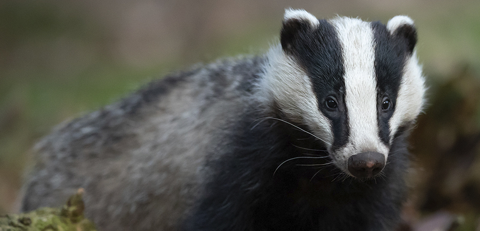 Tejón, el enmascarado del bosque mediterráneo | Familia Torres