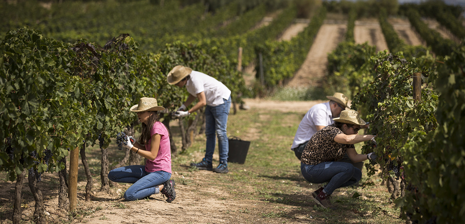TRES EXPERIENCIAS PARA VIVIR LA VENDIMIA EN EL PENEDÈS | Familia Torres