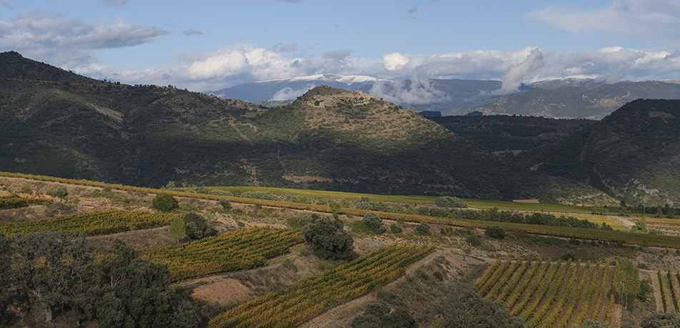 Pirene 2020. The New Ancestral Varietal Wine from Familia Torres ...