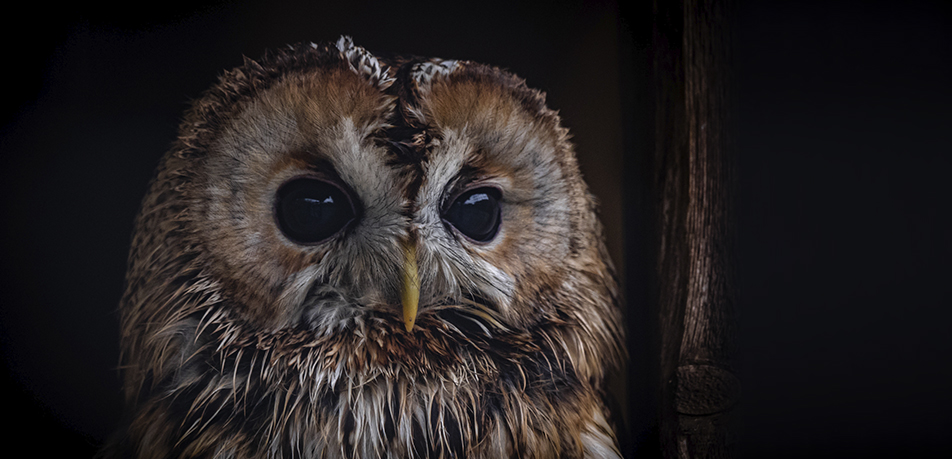 El canto del cárabo a la luna de otoño | Familia Torres