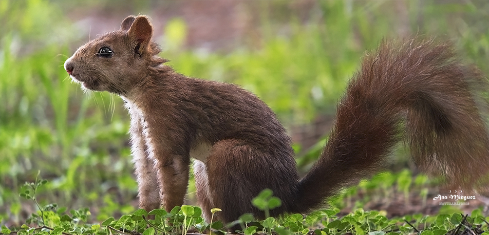 La ardilla roja: la gran acróbata del bosque ibérico | Familia Torres