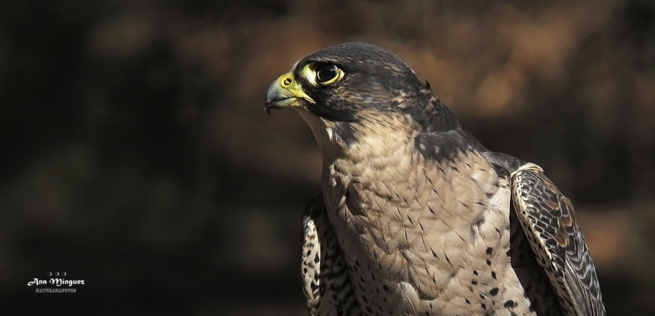 Halcón peregrino: el proyectil viviente | Familia Torres