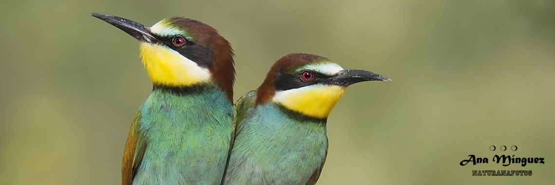 The Bee-Eater Brings Us Colours from Africa | Familia Torres