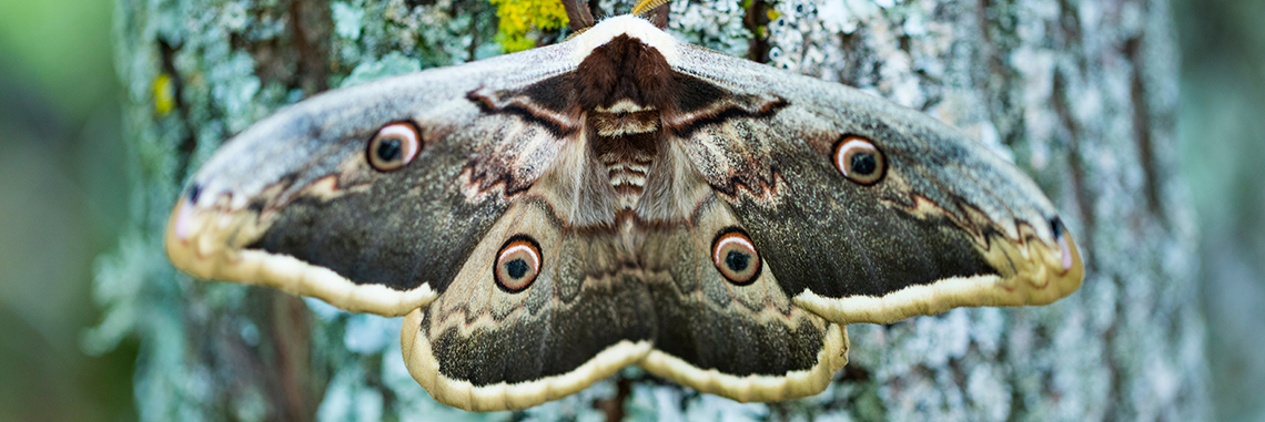 Gran pavón: la polilla más grande de Europa | Familia Torres