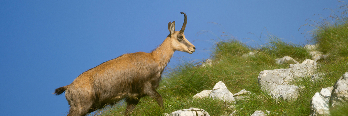 El rebeco, habitante de las cumbres | Familia Torres