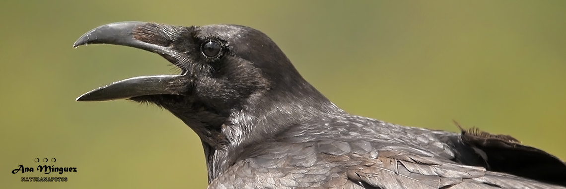 The Wisdom of Ravens | Familia Torres