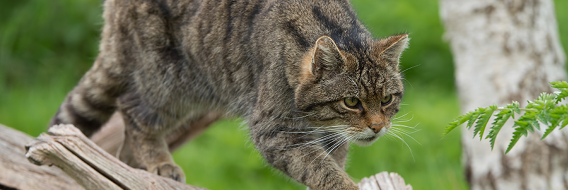 The Elusive and Enigmatic Wildcat | Familia Torres