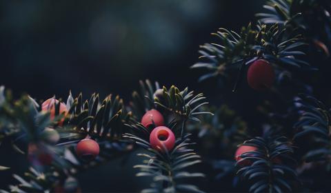 El tejo, árbol de la muerte y de la vida | Familia Torres