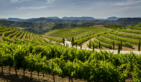 VINEYARDS IN BLOOM | Familia Torres
