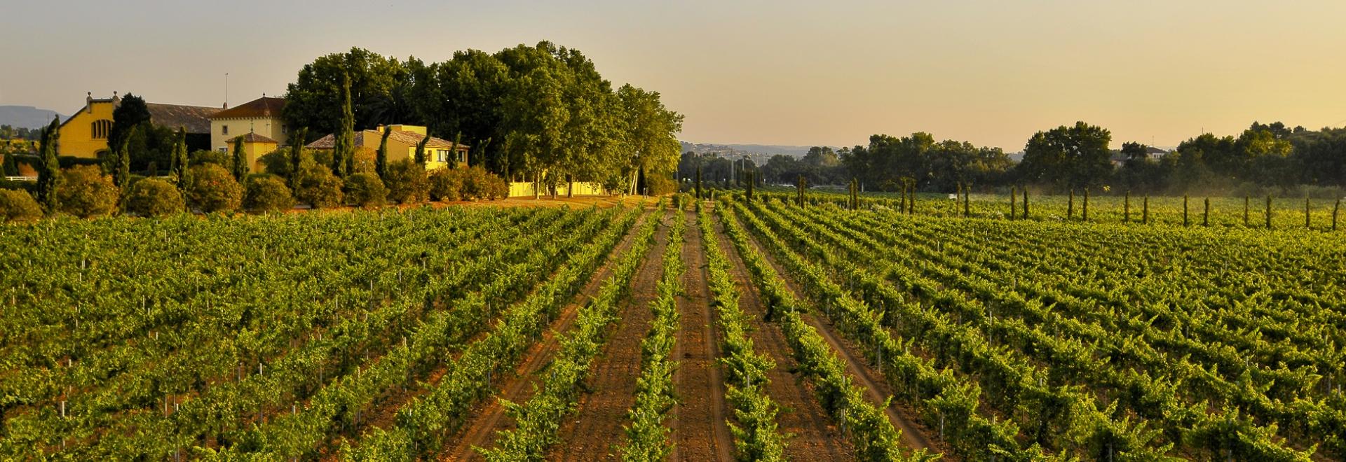 Familia Torres, la marca de vinos más admirada del mundo según los ...