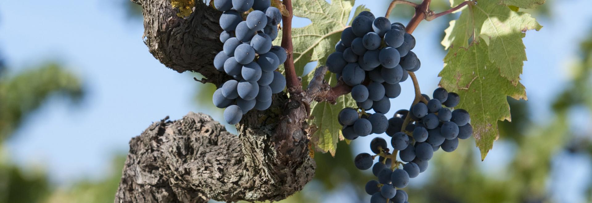 Familia Torres presents the new look of Perpetual, its flagship Priorat ...