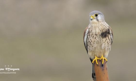 The Kestrel: The Vineyard Kite | Familia Torres Wine Club